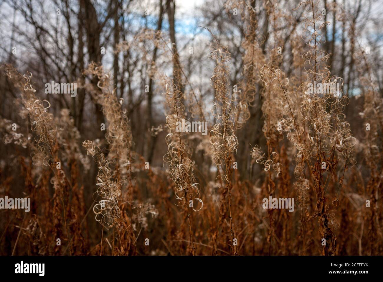 Fireweed In Autumn High Resolution Stock Photography and Images - Alamy