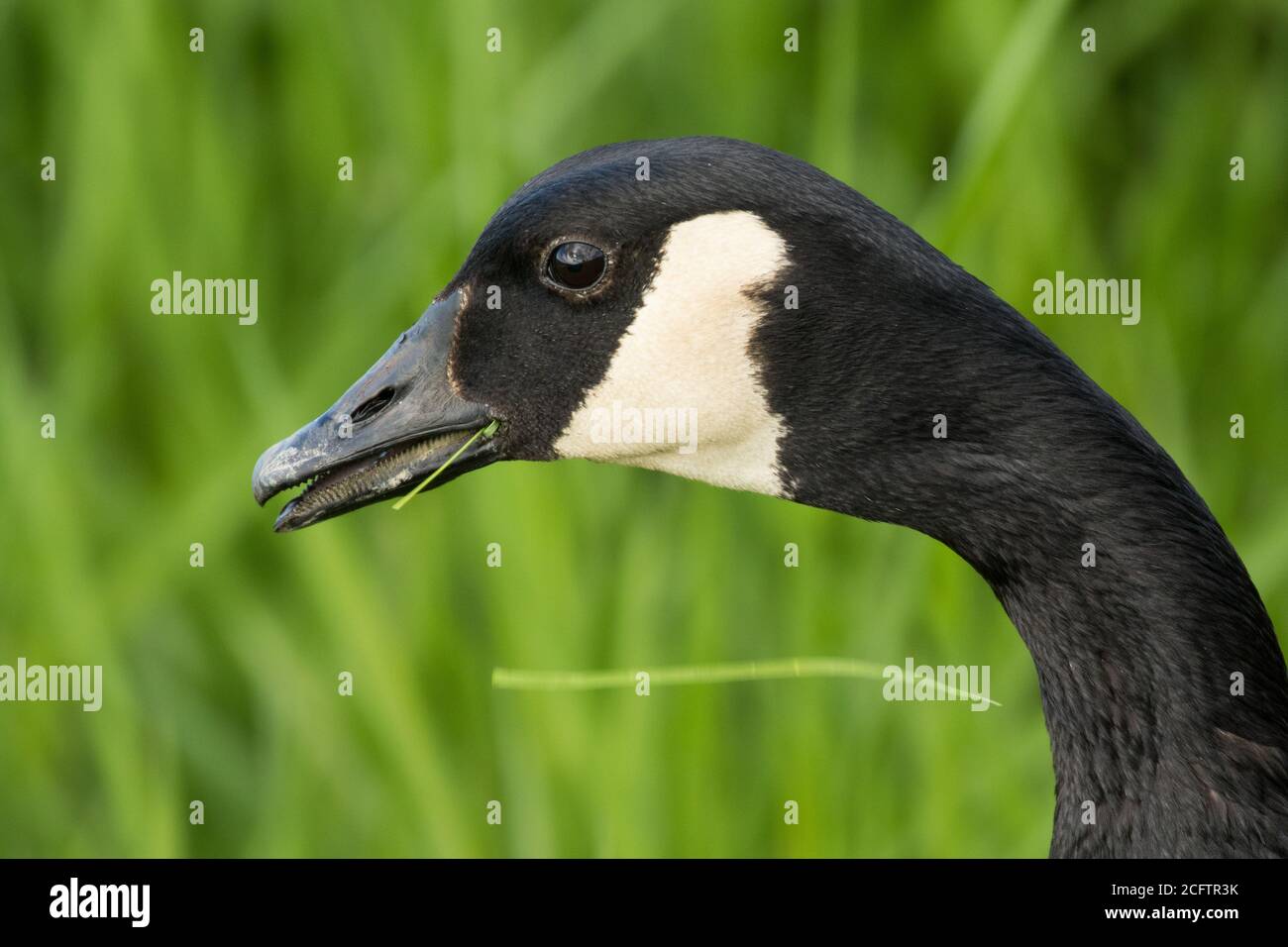 Canada goose close up hi-res stock photography and images - Alamy