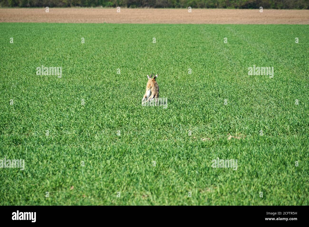 Lawn with two cute rabbits playing Stock Photo - Alamy