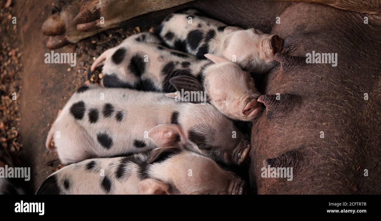 Puppy breeding farms hi-res stock photography and images - Alamy