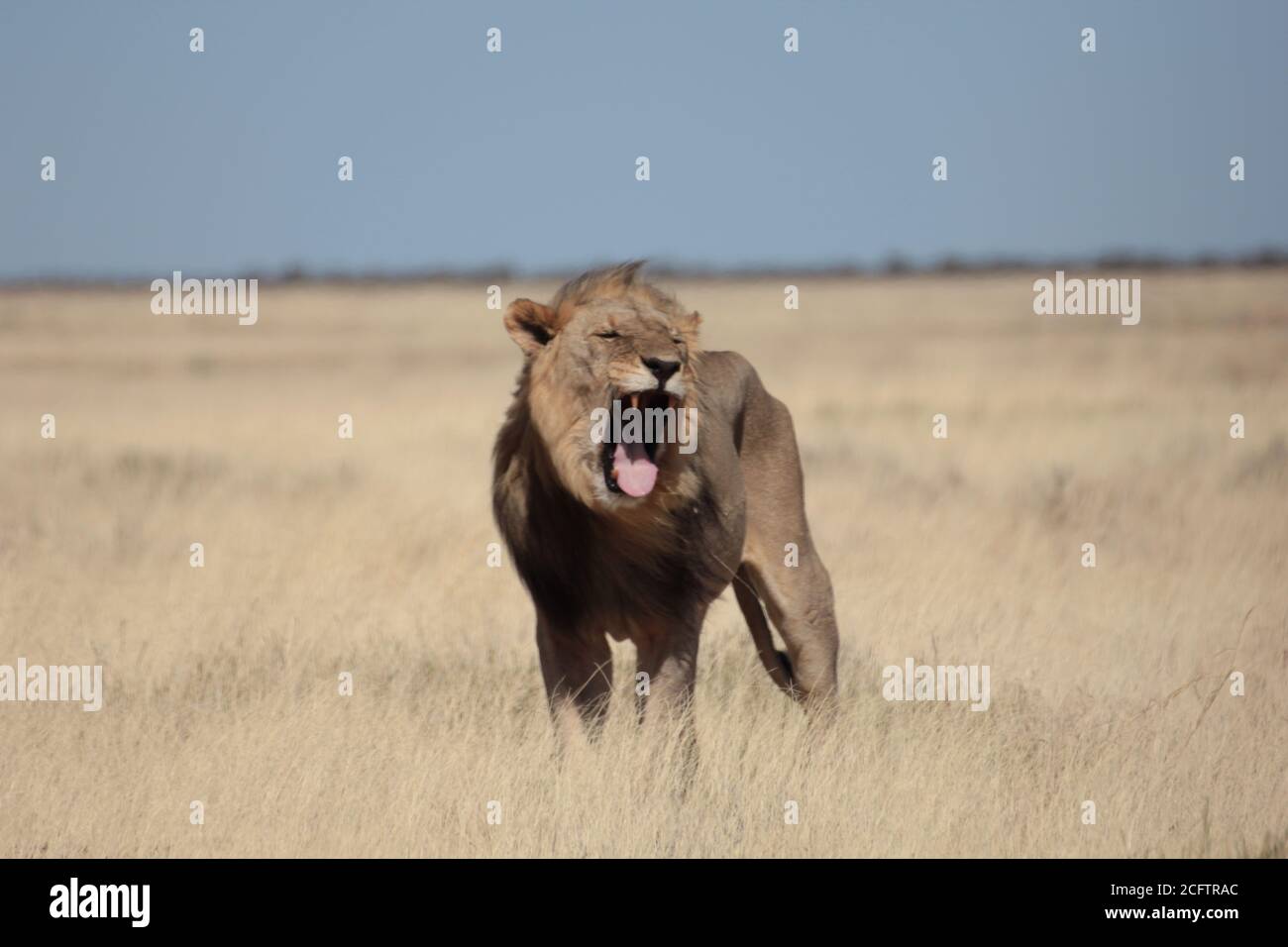 Roaring lion hi-res stock photography and images - Alamy