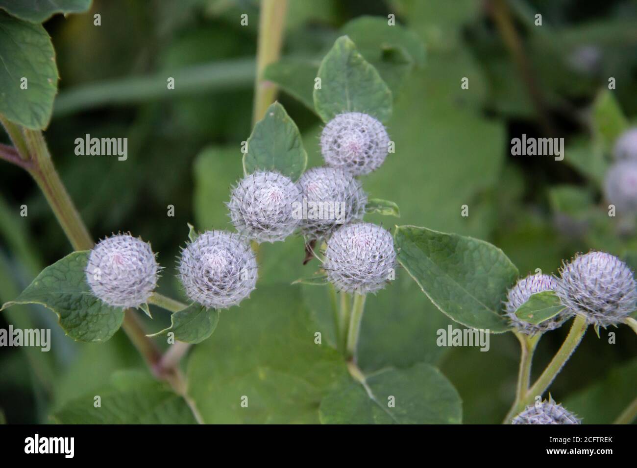 The latin name Arctium lappa, commonly called greater burdock. Spines ...