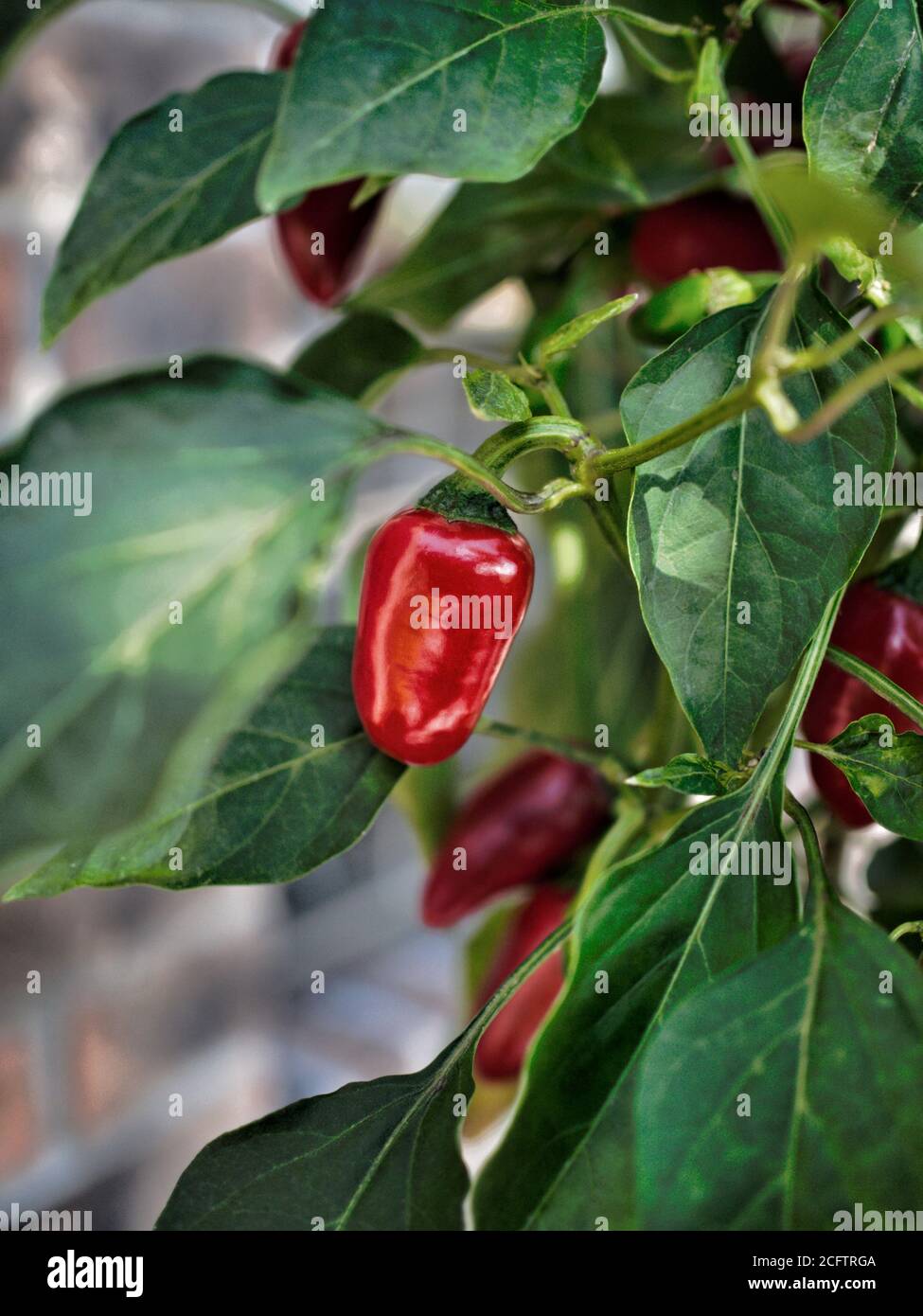 Ripe red chilli paper with green leaves on plant. Blurry background ...