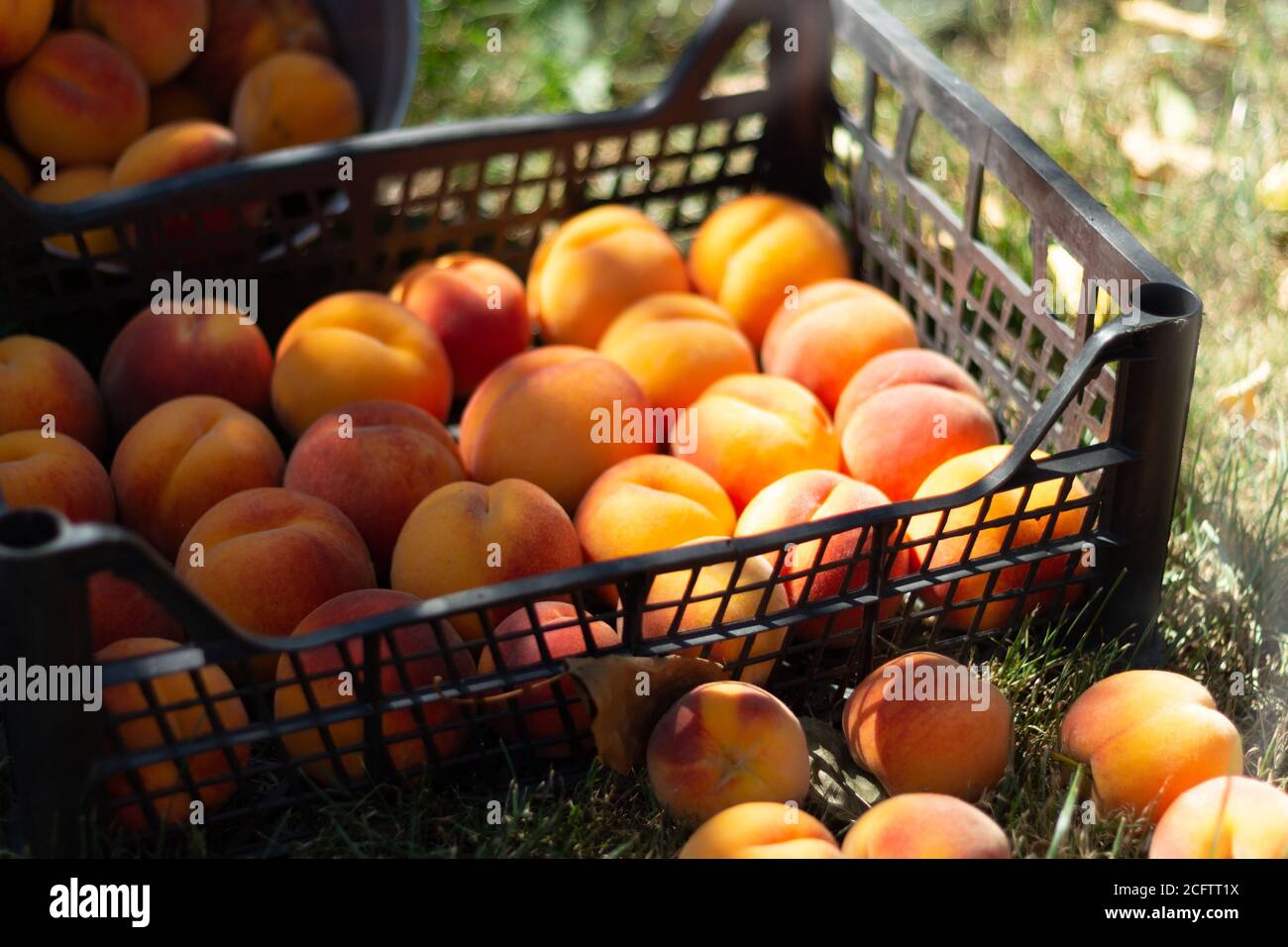 Peach peaches fresh juicy fruit fruits healthy food hi-res stock ...