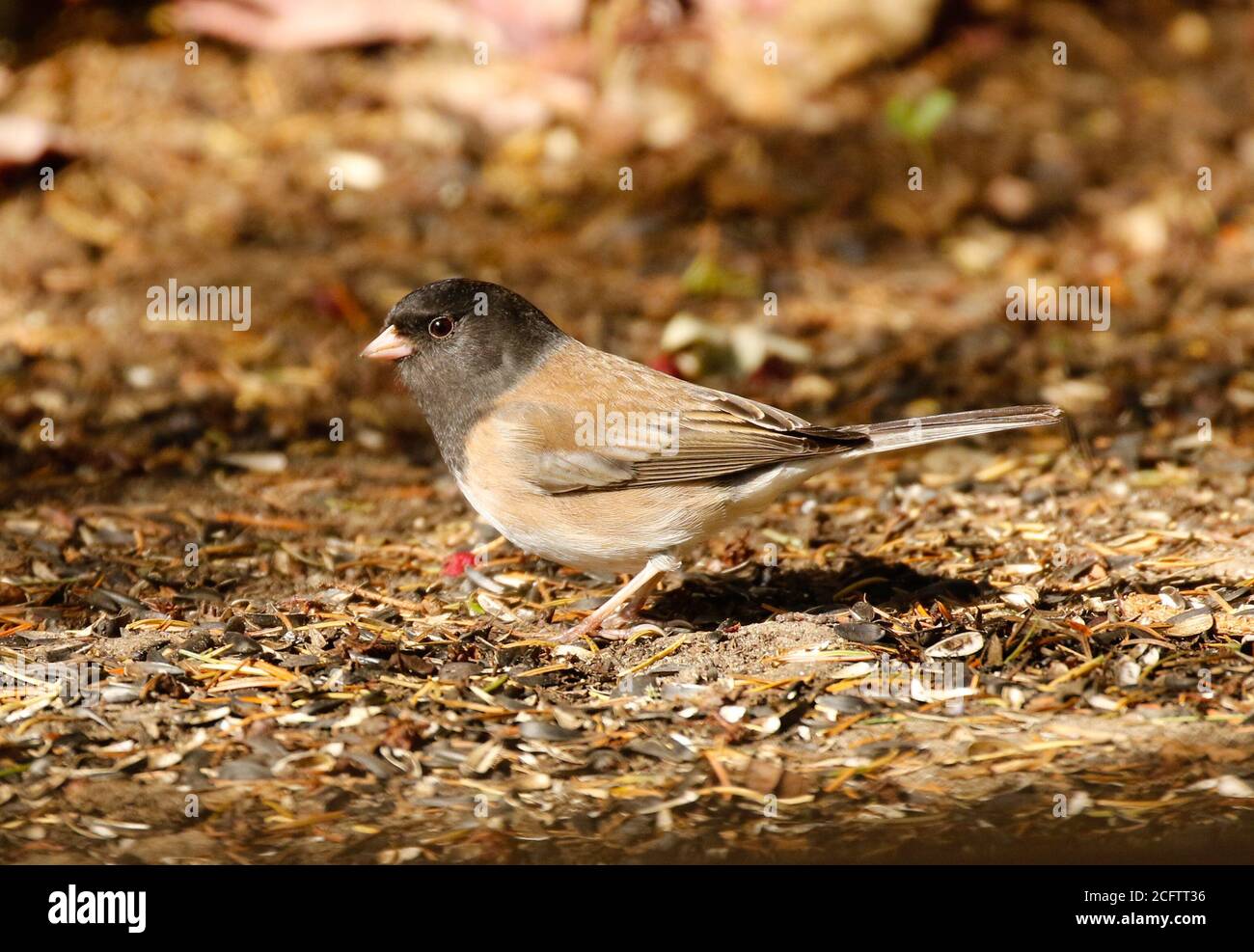 Year round feeding hi-res stock photography and images - Alamy