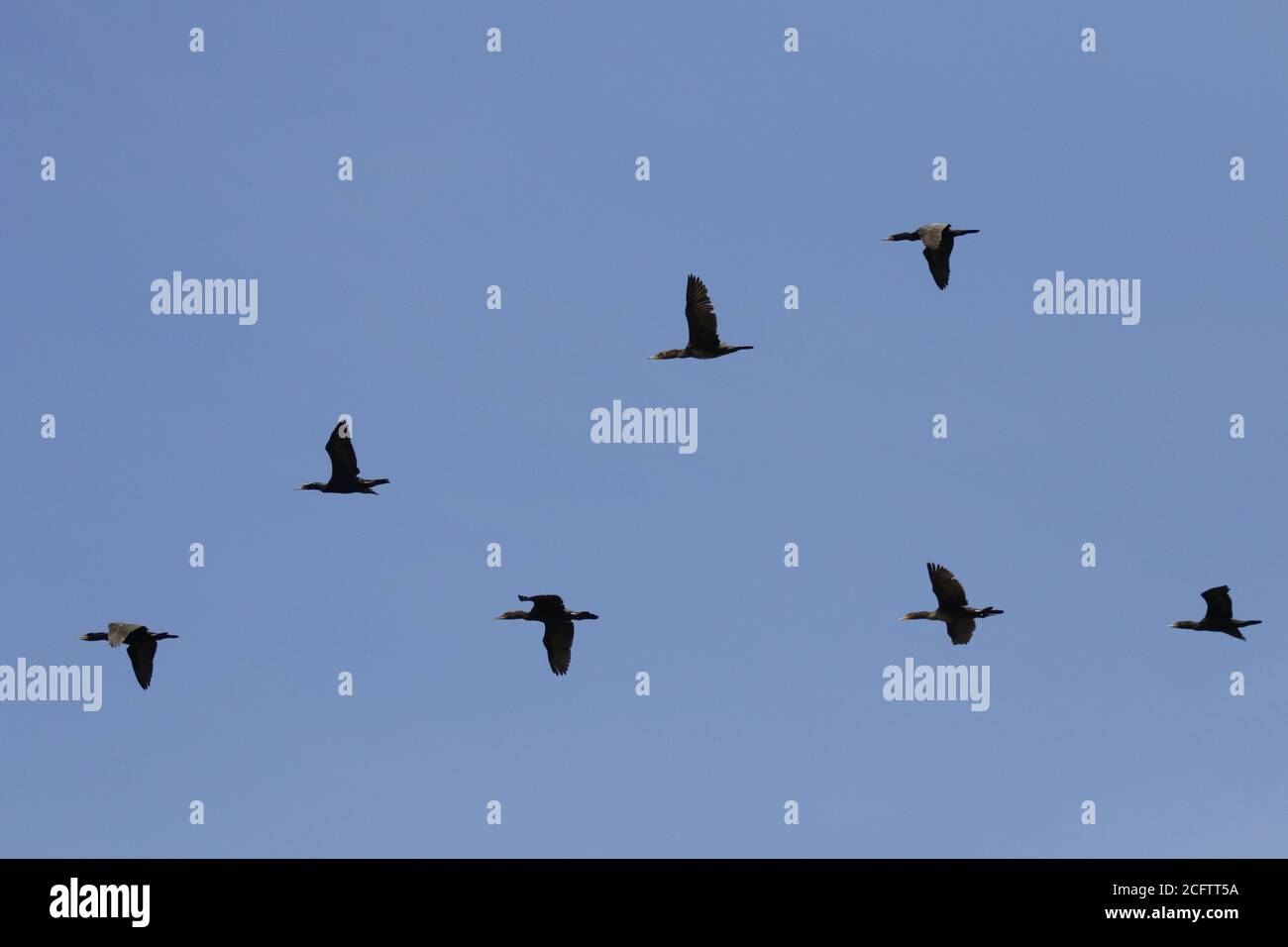 V shaped flock hi-res stock photography and images - Alamy