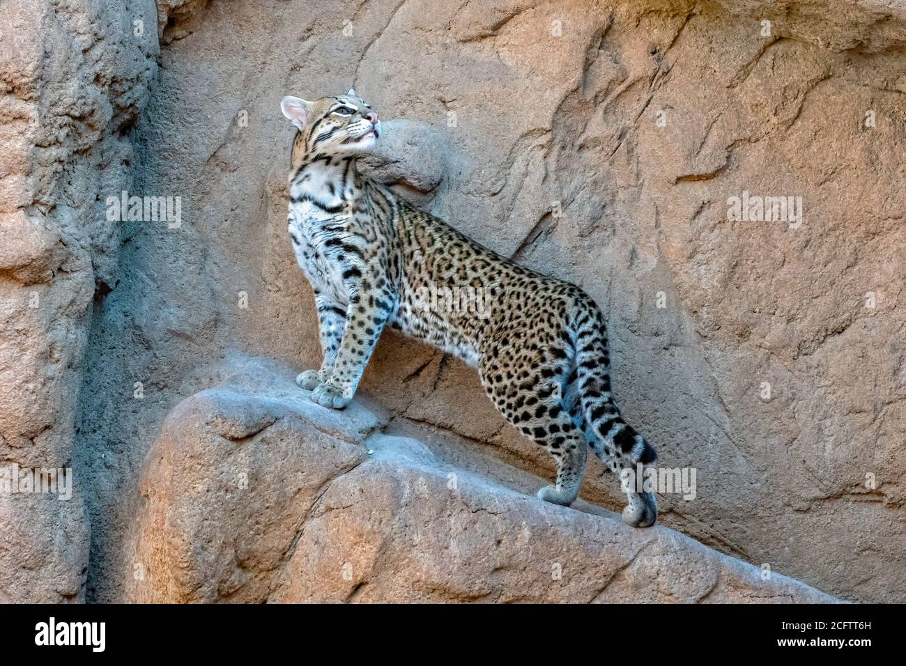 Female ocelot hi-res stock photography and images - Alamy