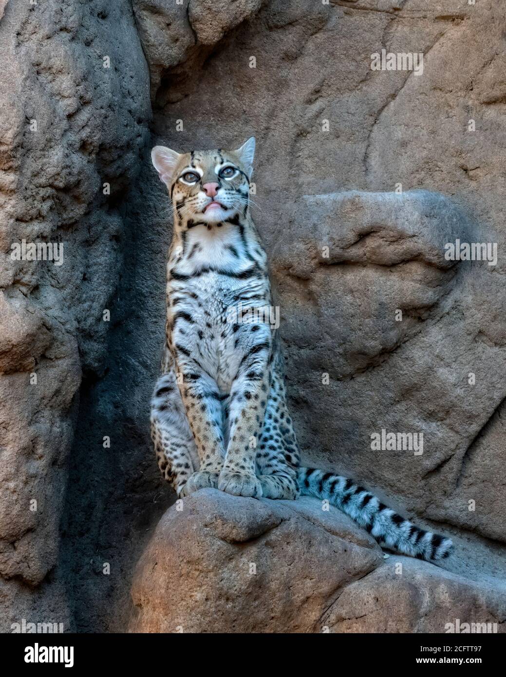Female Ocelot sitting on a Rocky Ledge Stock Photo - Alamy