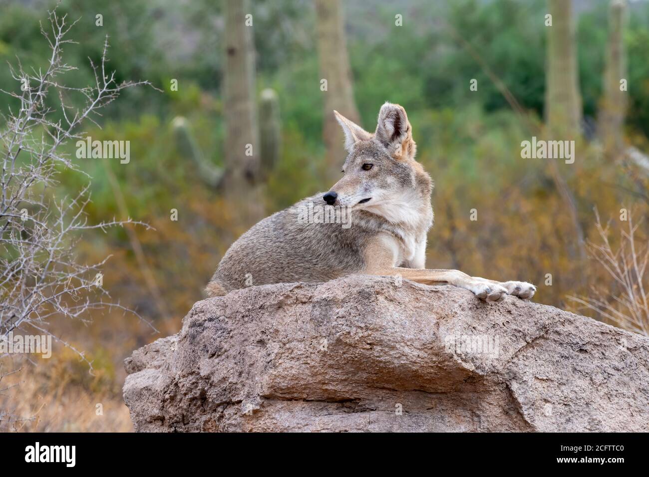 Arizona desert animal hi-res stock photography and images - Alamy