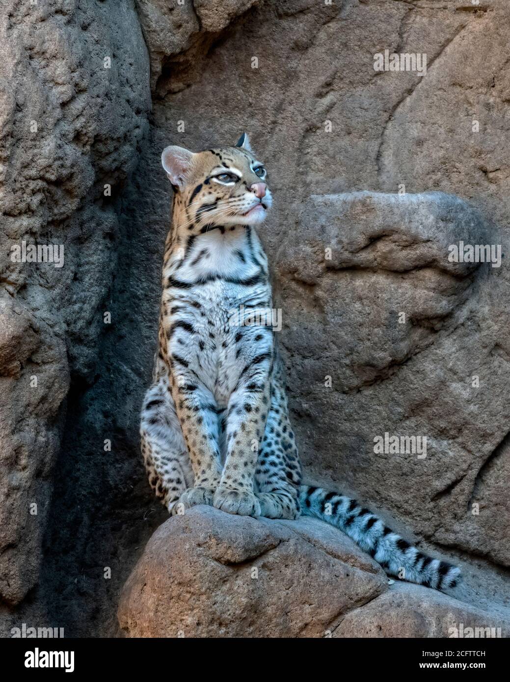 Female Ocelot sitting on a Rocky Ledge Stock Photo - Alamy