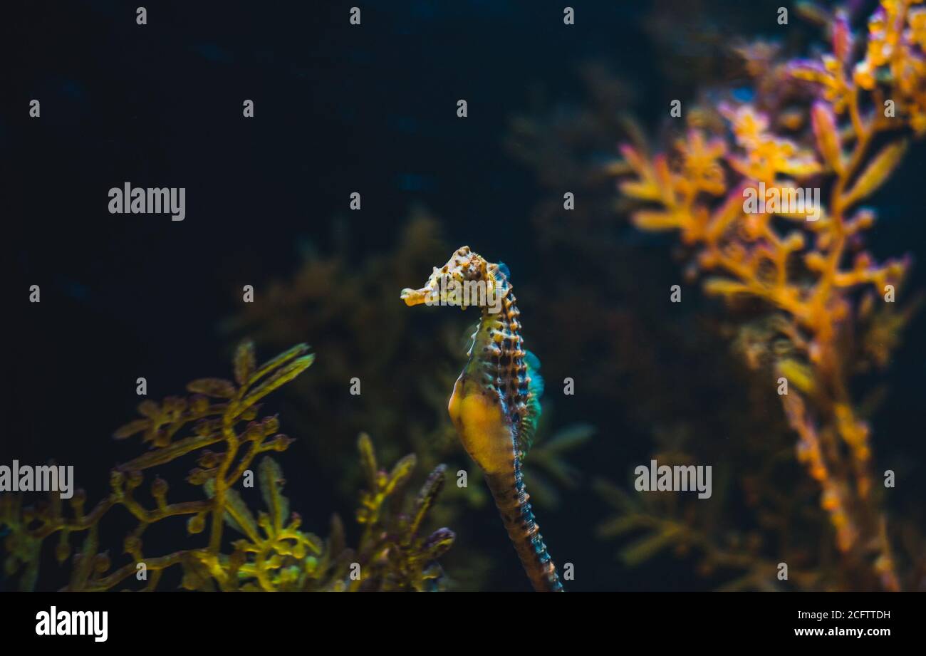 Seahorse in Aquarium Stock Photo - Alamy