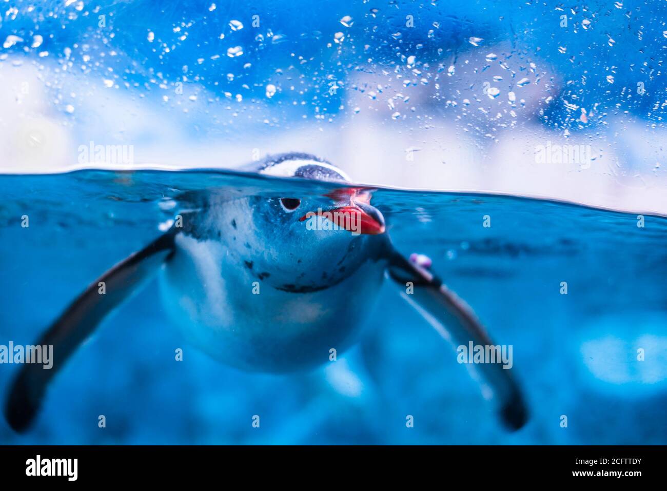 Penguin Floating behind the Glass of Aquarium Stock Photo - Alamy