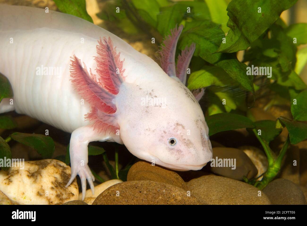 Underwater Axolotl portrait close up in an aquarium. Mexican walking ...