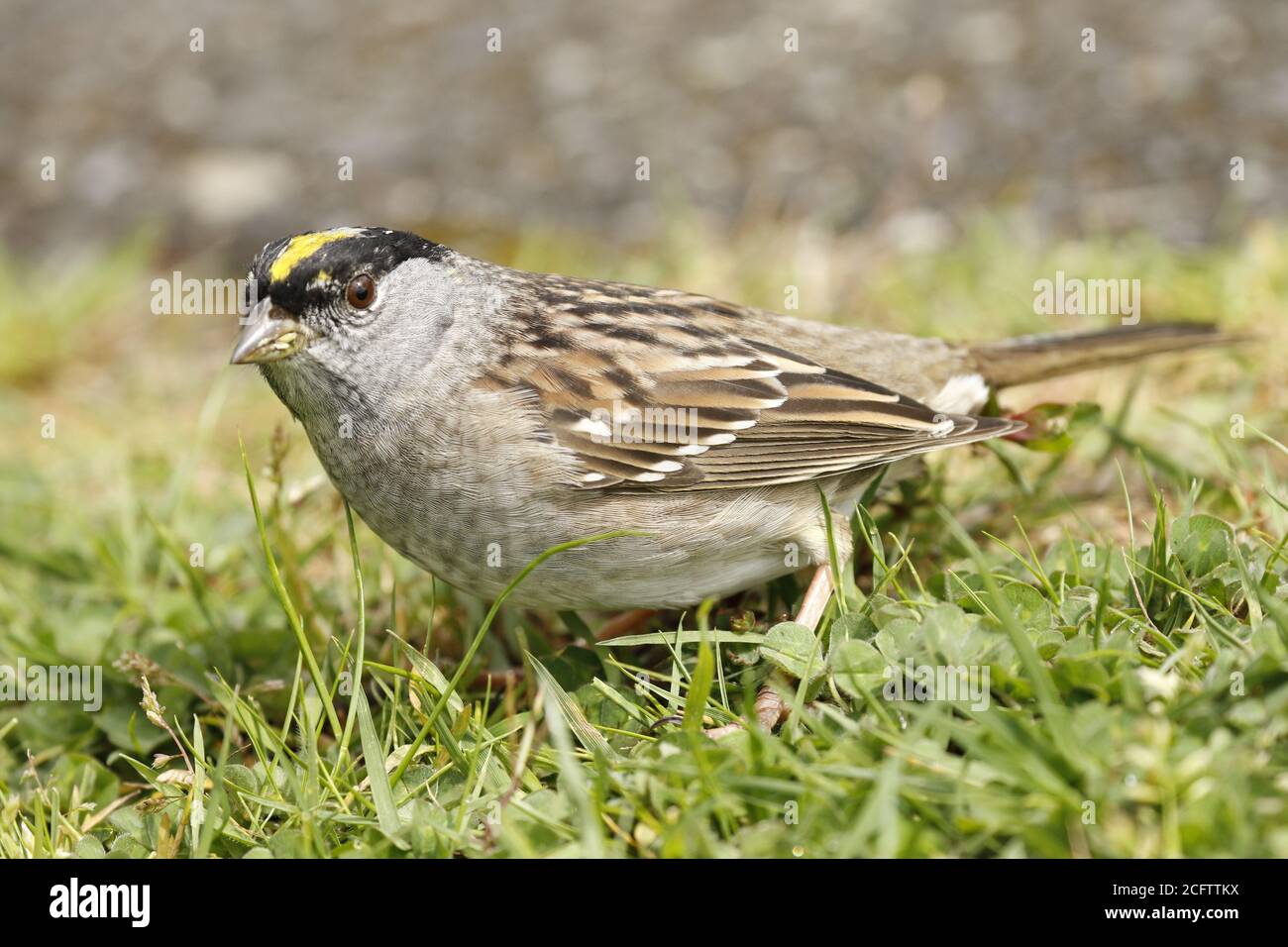Adult Golden-crowned Sparrow Stock Photo - Alamy