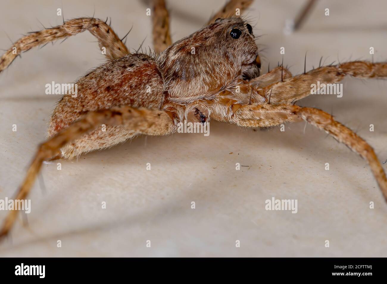 Wolf Spider of the Family Lycosidae Stock Photo - Alamy