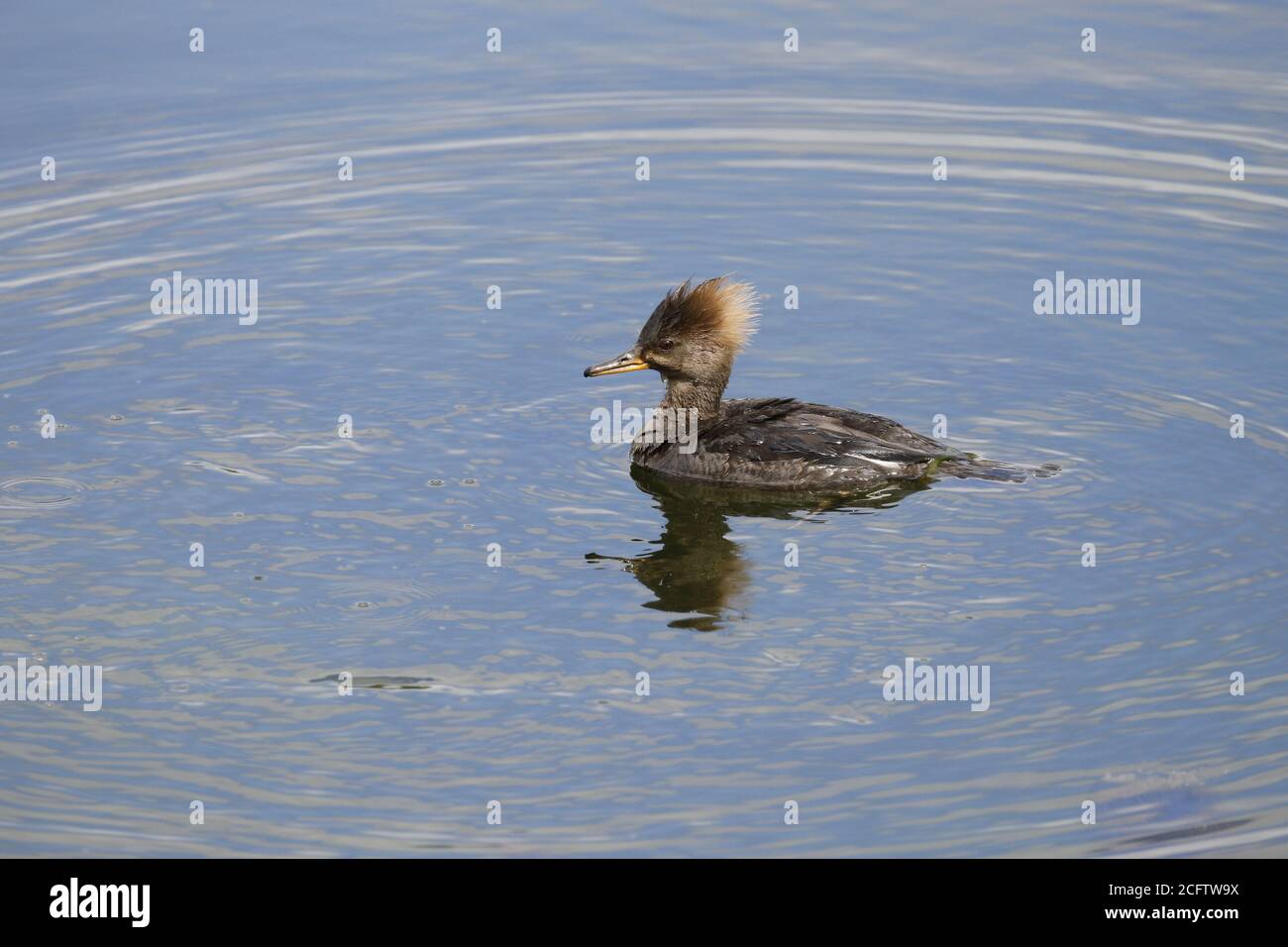 Female Hooded Merganser in a shallow open-water wetland Stock Photo - Alamy