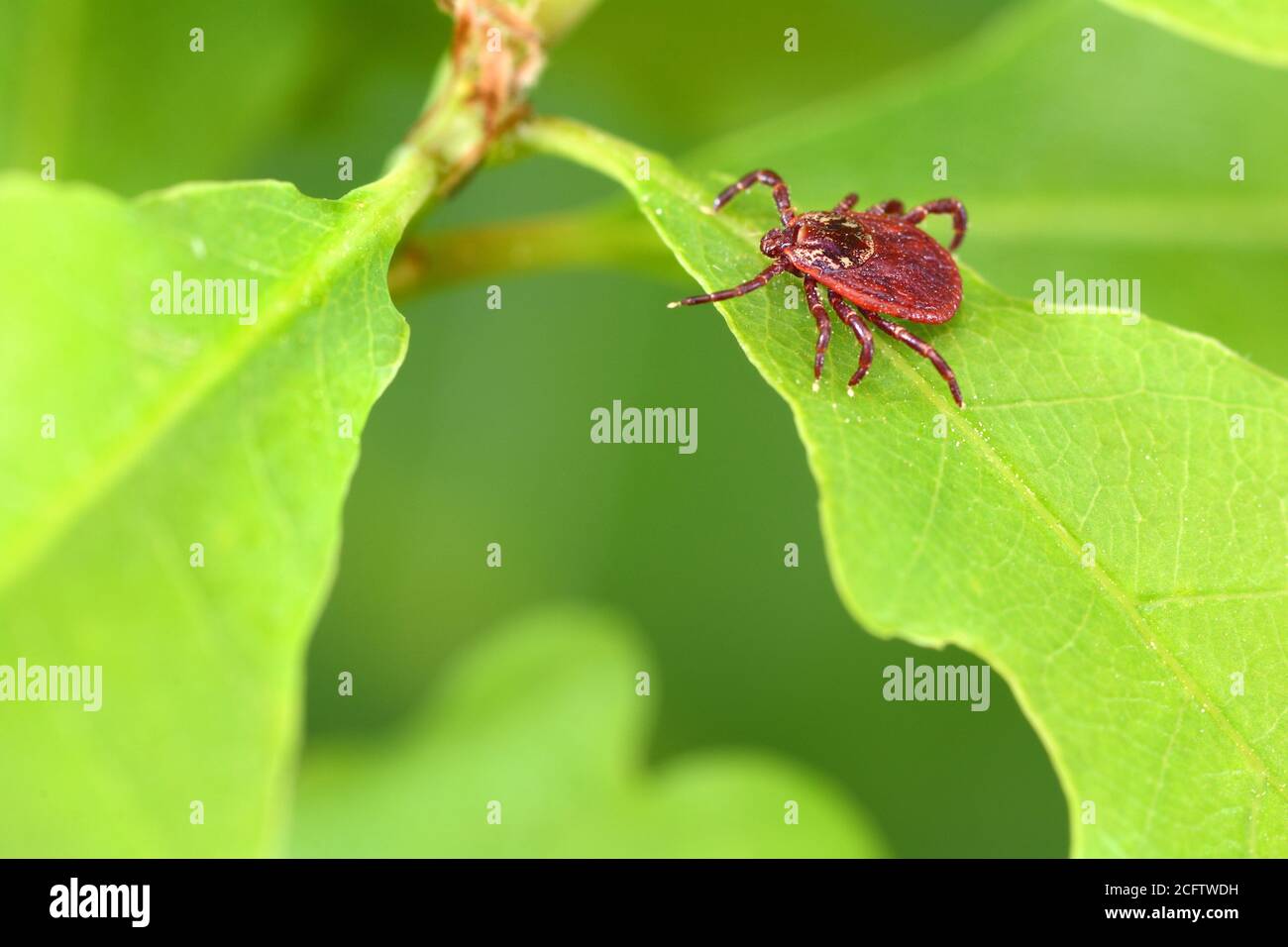 Parasite mite sitting on a green oak leaf. Danger of tick bite Stock ...