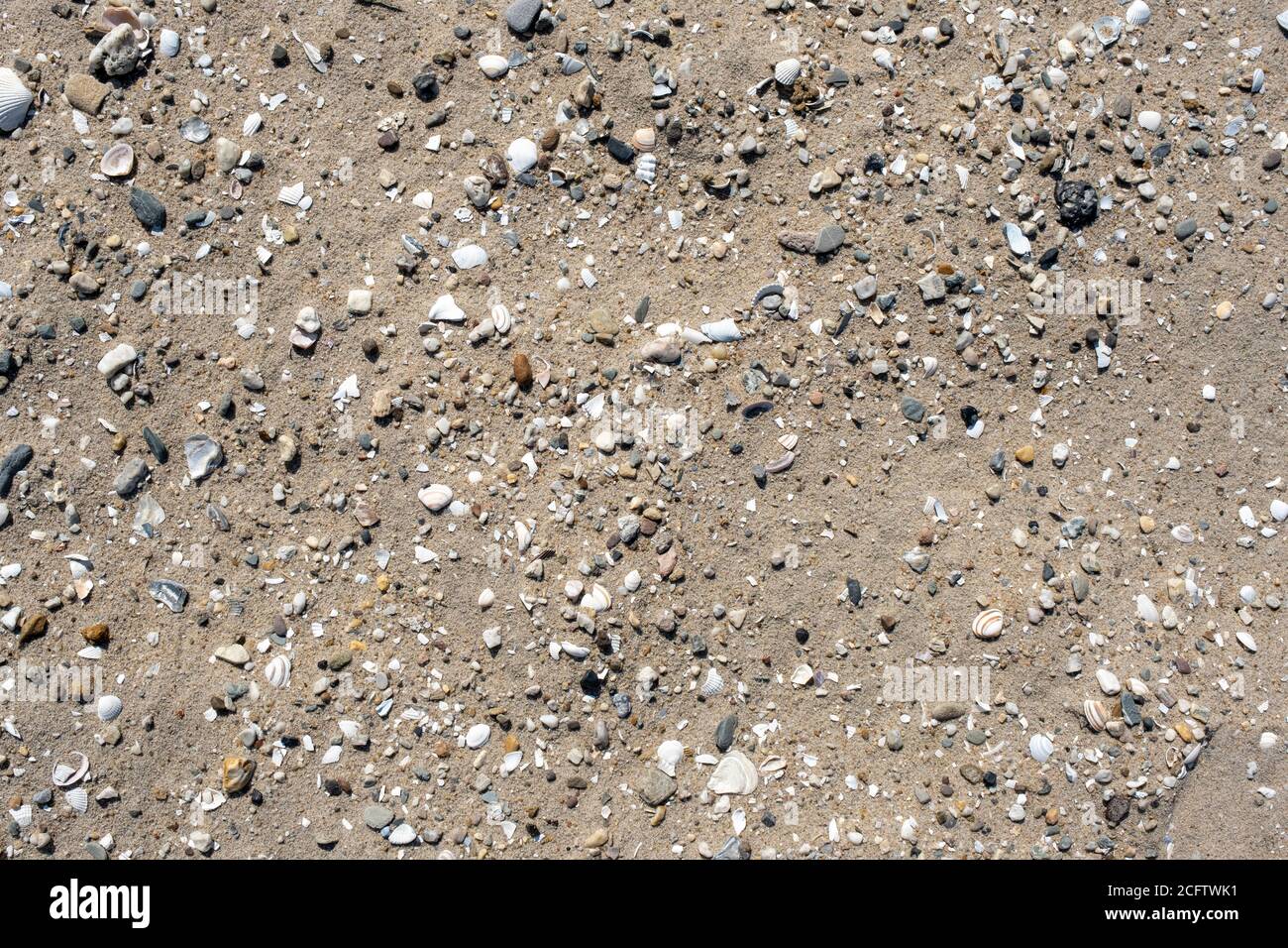 Sea shells on sand. Summer beach background. Top view Stock Photo - Alamy