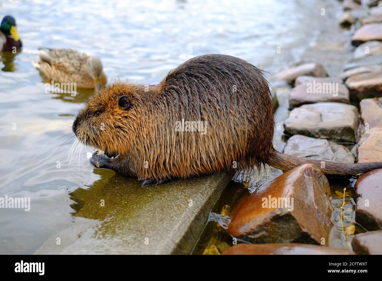 Big Nutria High Resolution Stock Photography and Images - Alamy