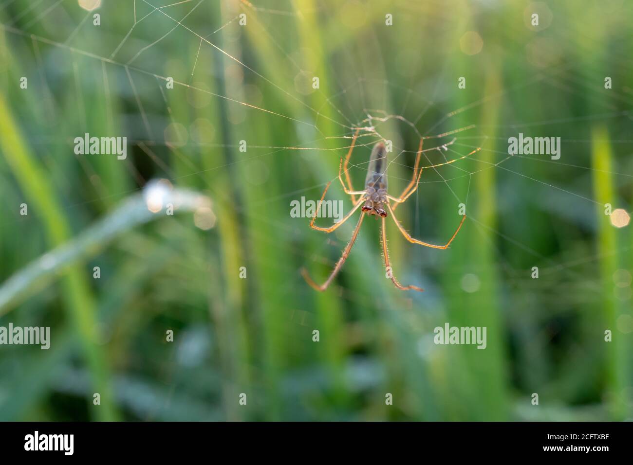Spider rice field hi-res stock photography and images - Alamy