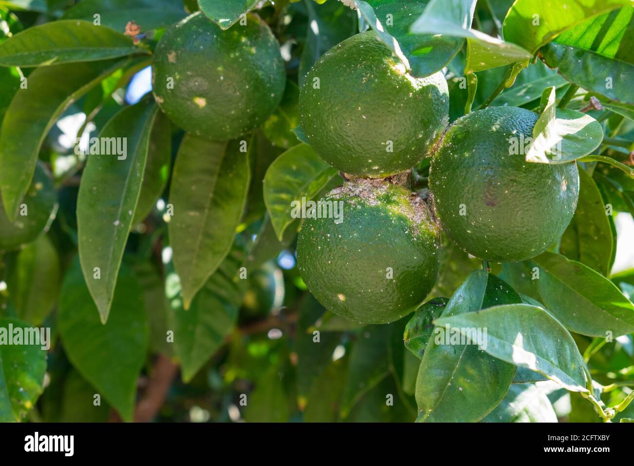 Disease mandarins grown in the garden. Citrus scab Stock Photo - Alamy