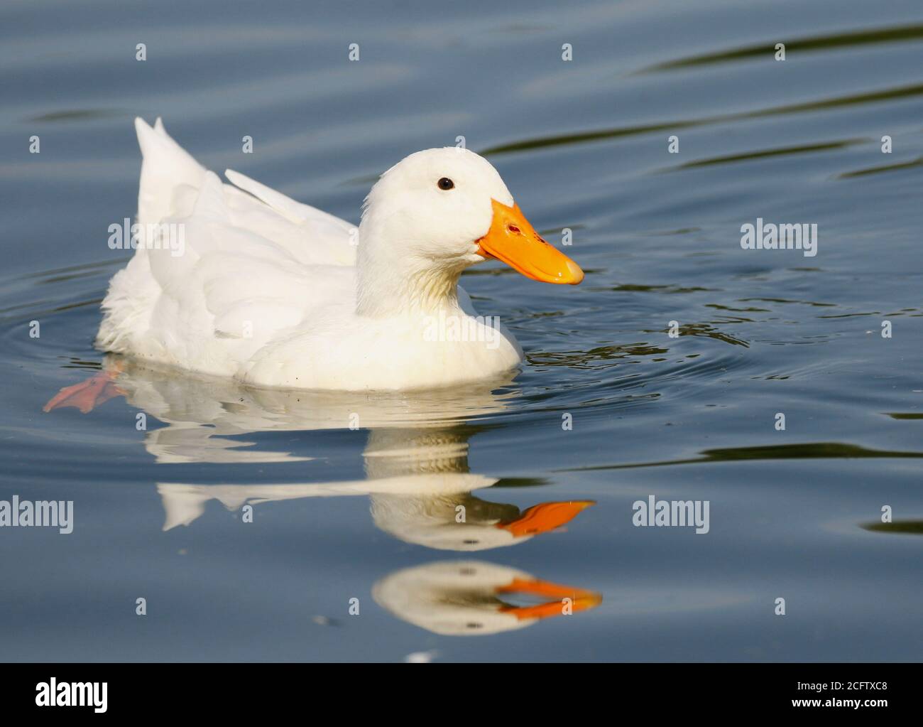 Albino mallard duck anas platyrhynchos hi-res stock photography and ...