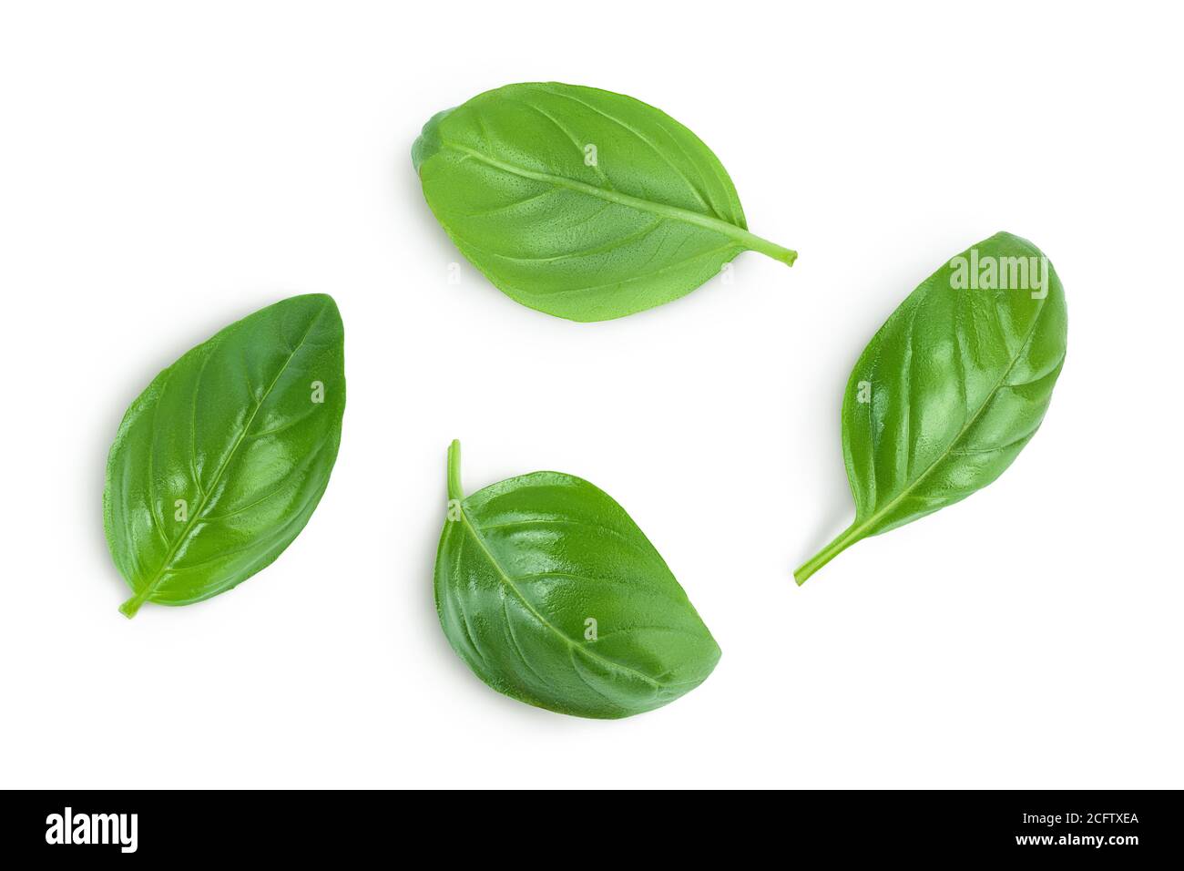 Fresh basil leaf isolated on white background with clipping path and ...