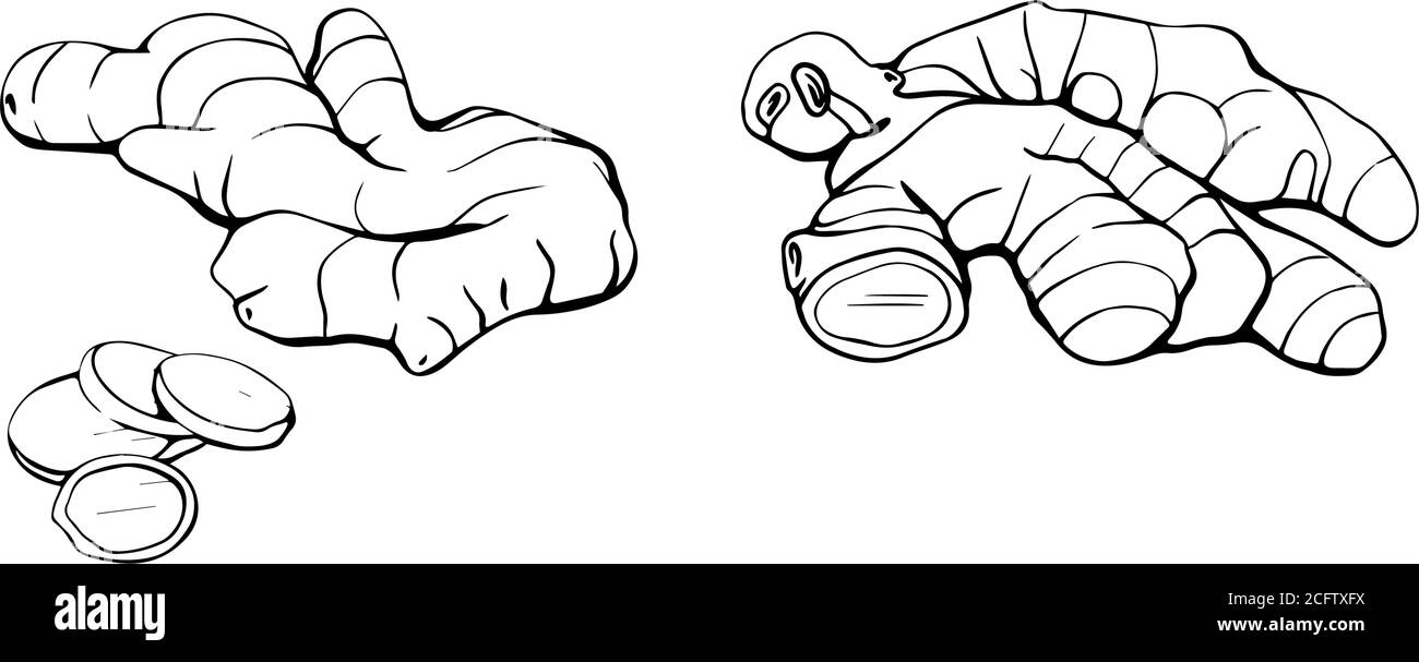 Ginger root drawing Black and White Stock Photos & Images - Alamy