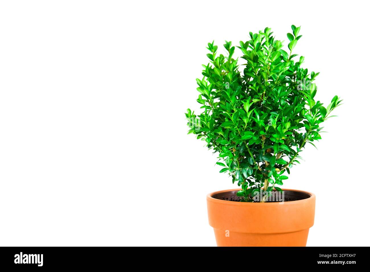 Green bush plant in the pot on white background. Green plant Stock ...