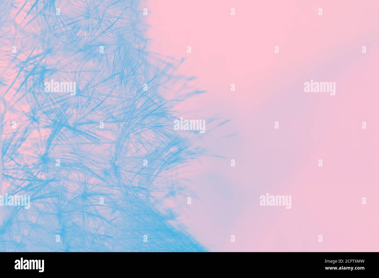 Light blue fluffy dandelion on a pale pink background, details Stock ...