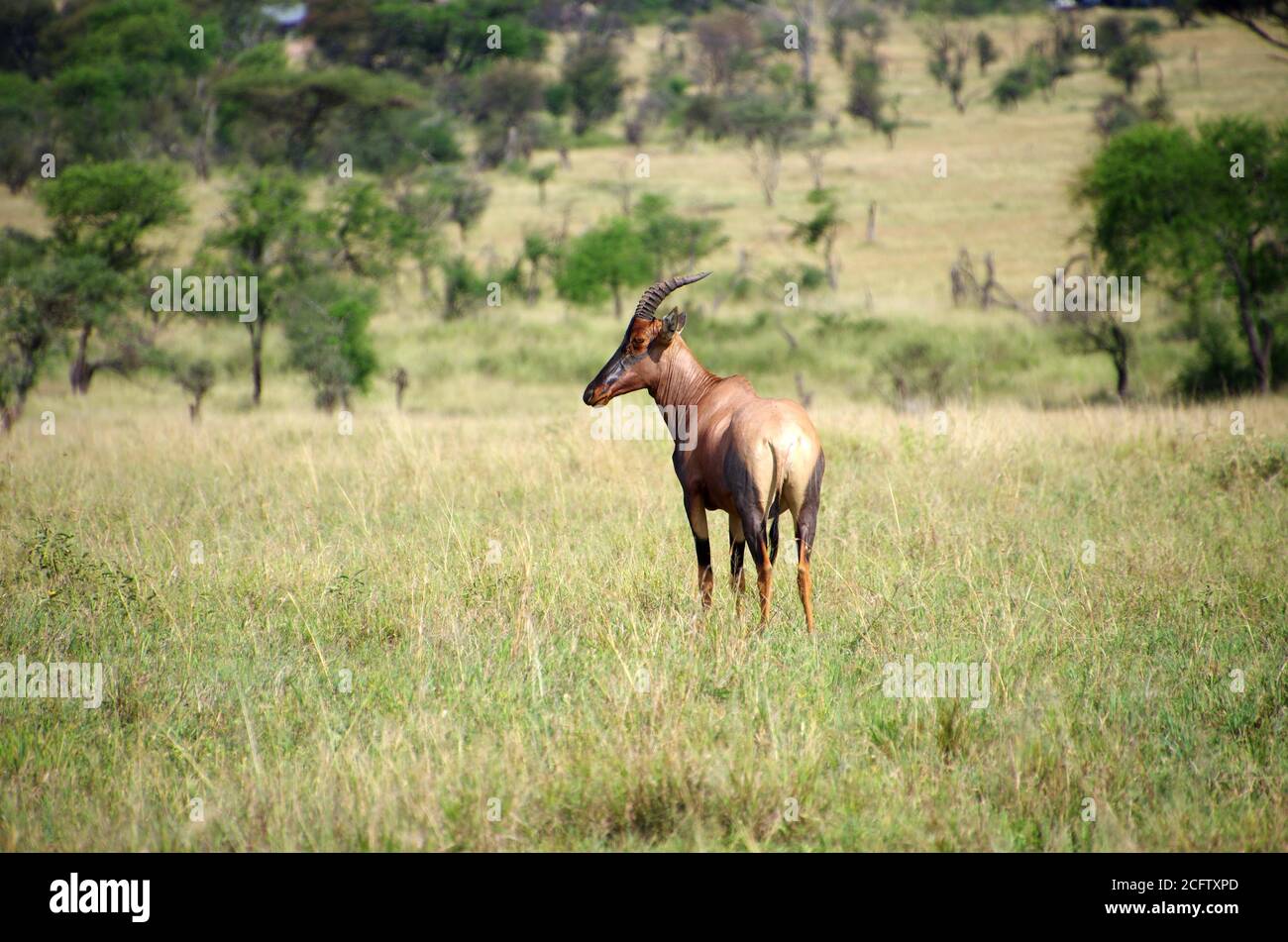 Topi antelope in the Serengeti park in Tanzania Stock Photo - Alamy