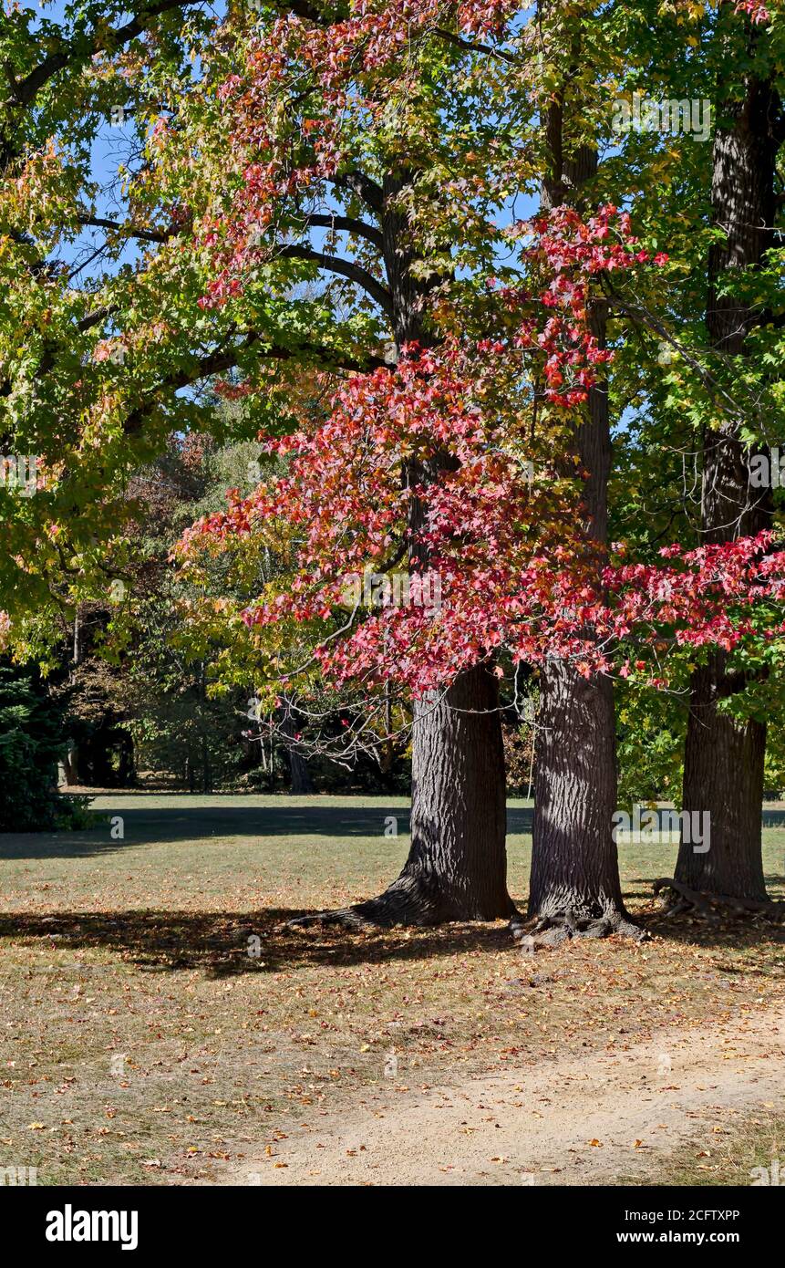 Colorful autumn forest with beautiful branched trees with many yellow ...