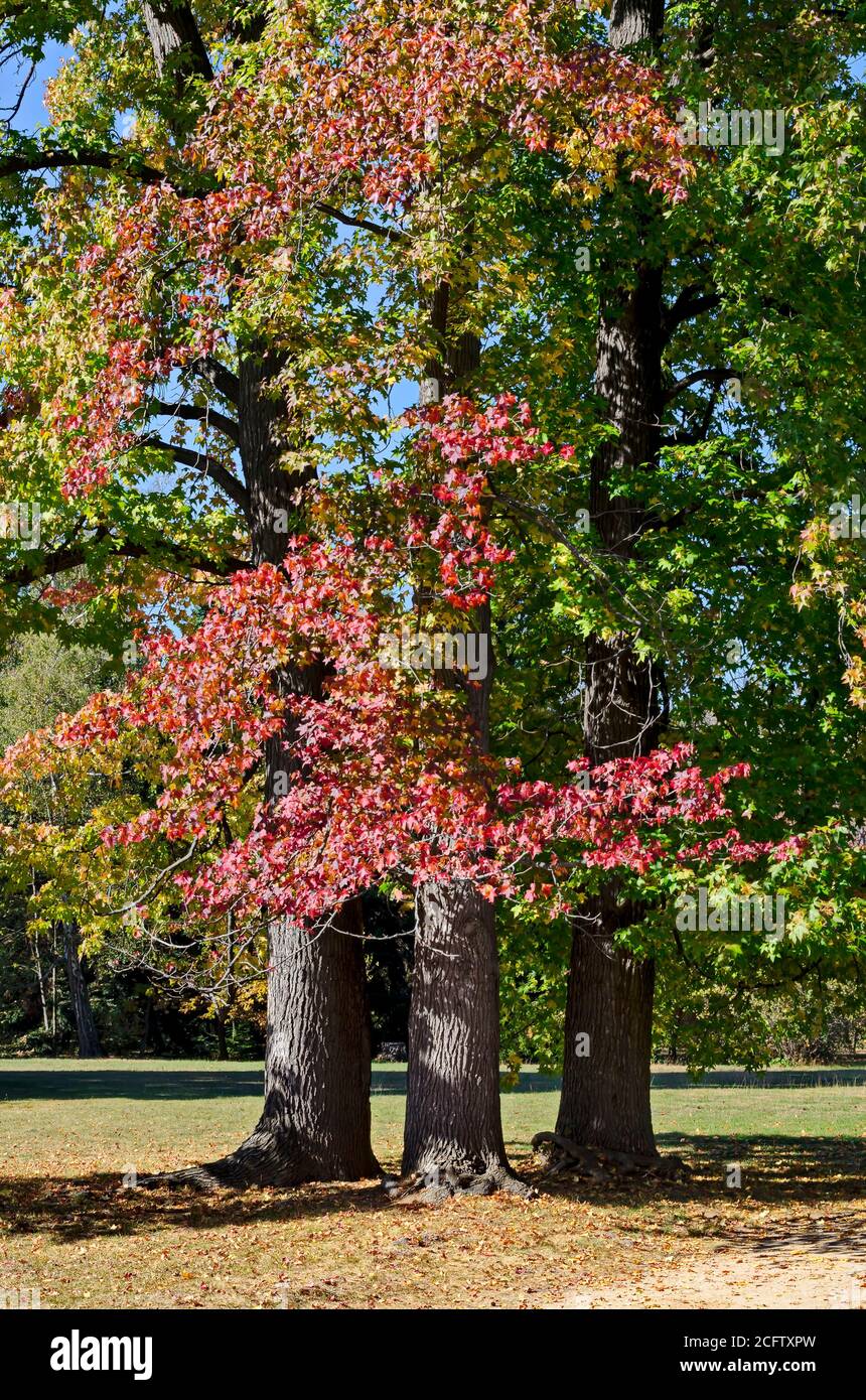 Hiking blue tree tree color red leaves green leaves hi-res stock ...