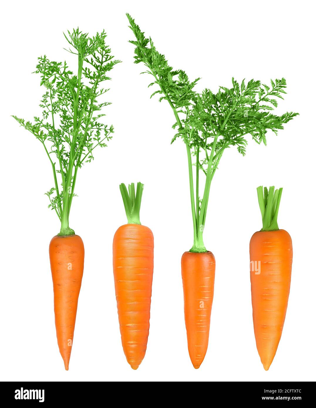 Carrot isolated on white background with clipping path and full depth ...