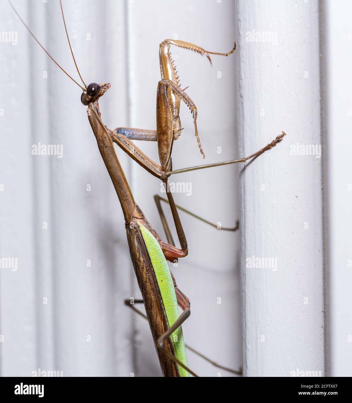 Bug House High Resolution Stock Photography and Images - Alamy