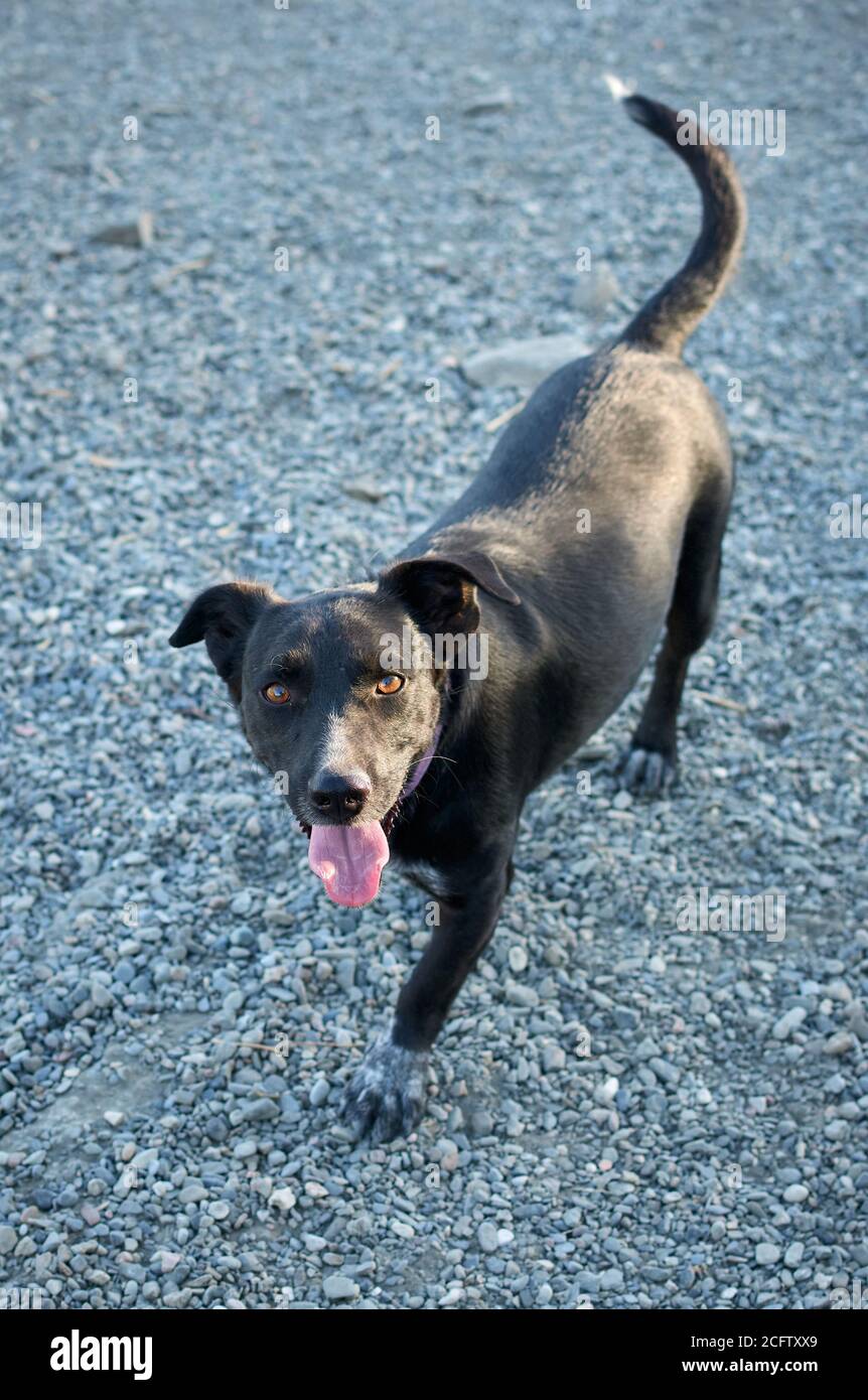 High angle shot of a cheerful black Majorca Shepherd Dog on the ground ...