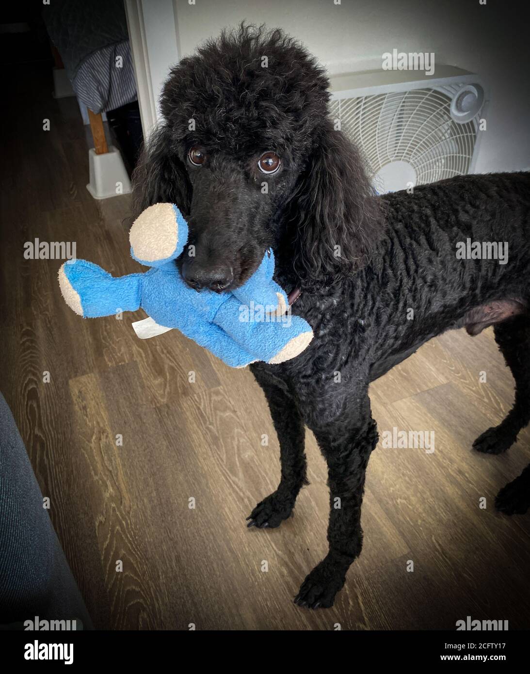 A purebred black standard poodle standing with a toy in his mouth Stock ...