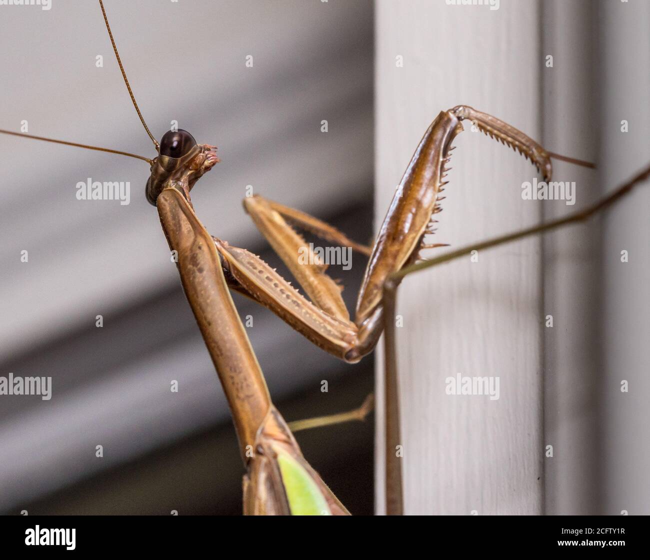 Bug House High Resolution Stock Photography and Images - Alamy