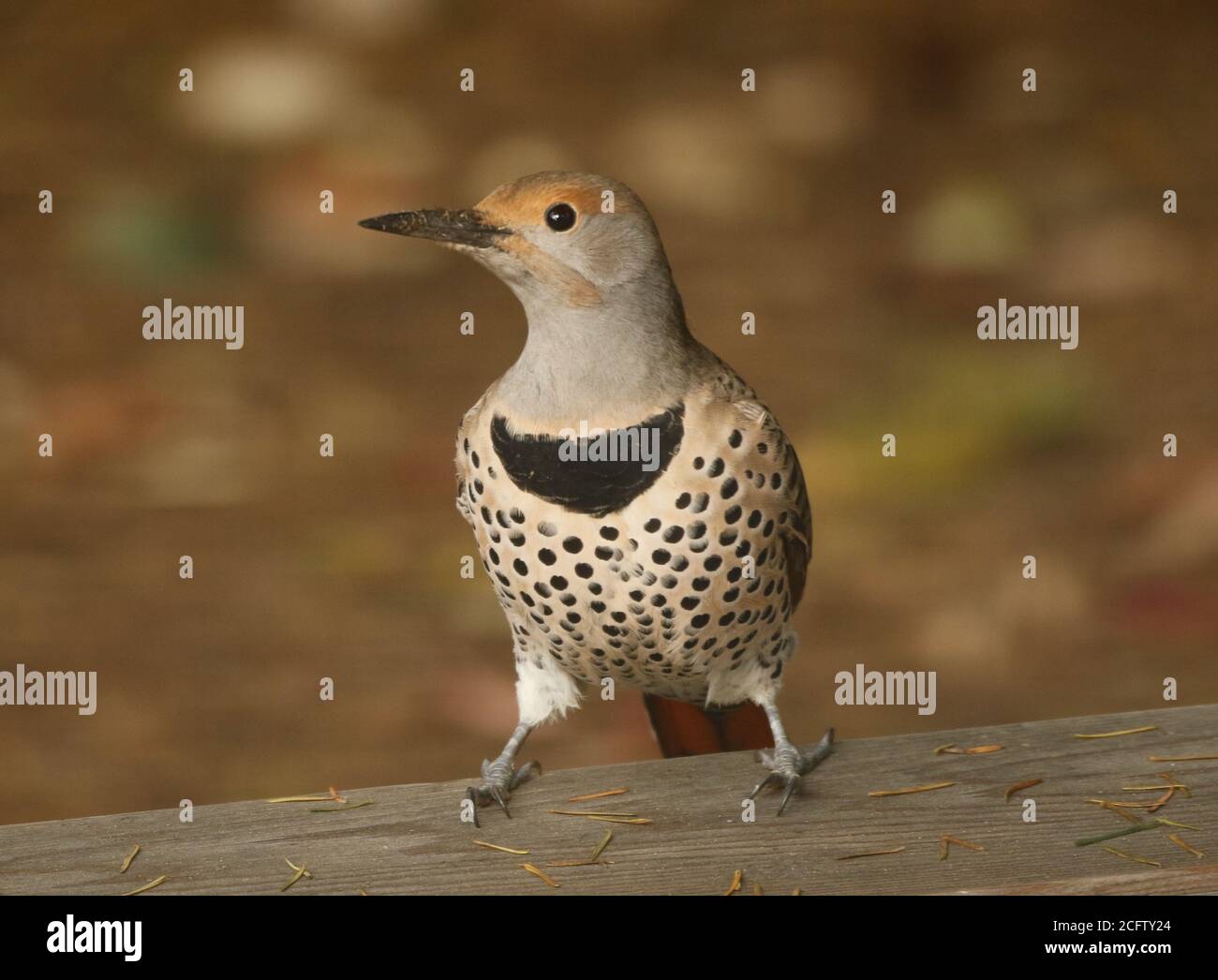 Female Northern Flicker on a back-yard picnic table Stock Photo - Alamy