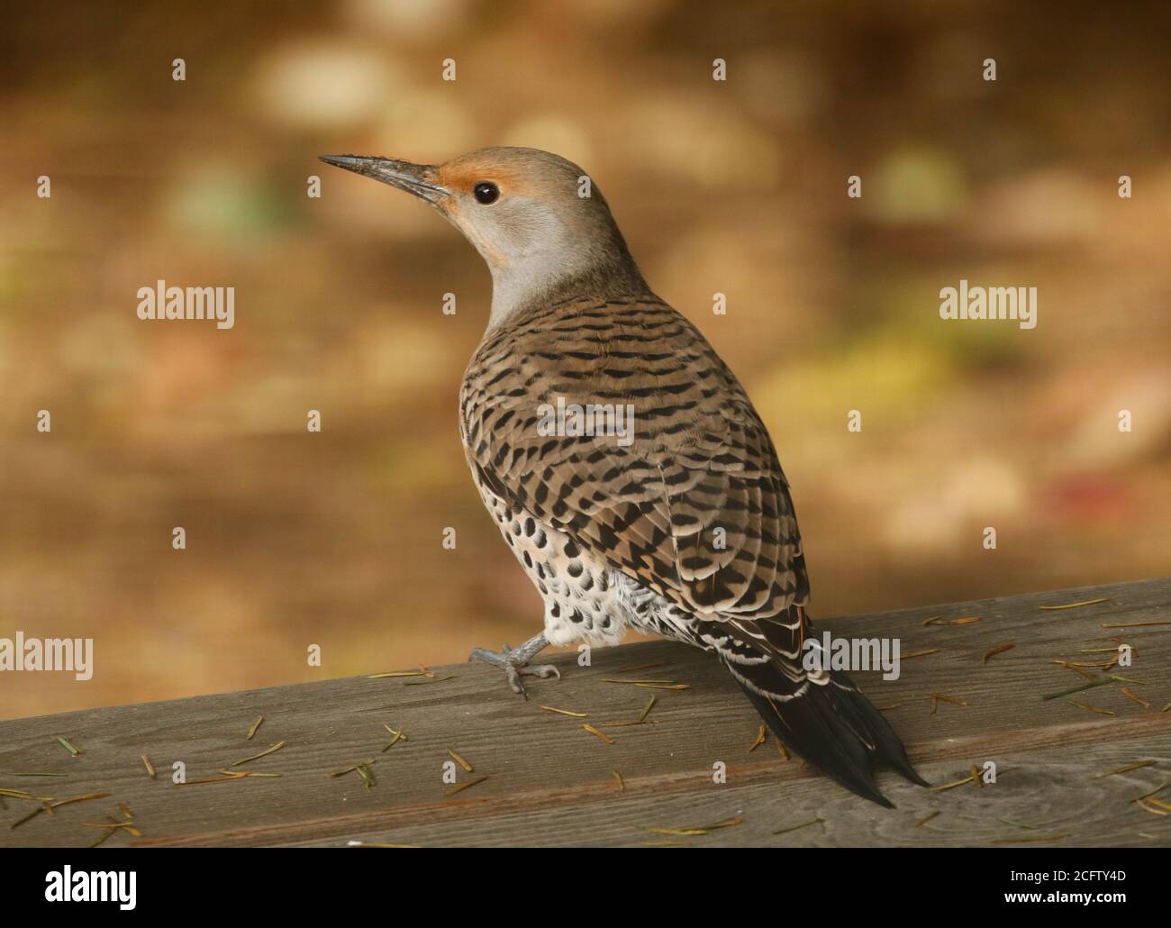 Female Northern Flicker on a back-yard picnic table Stock Photo - Alamy