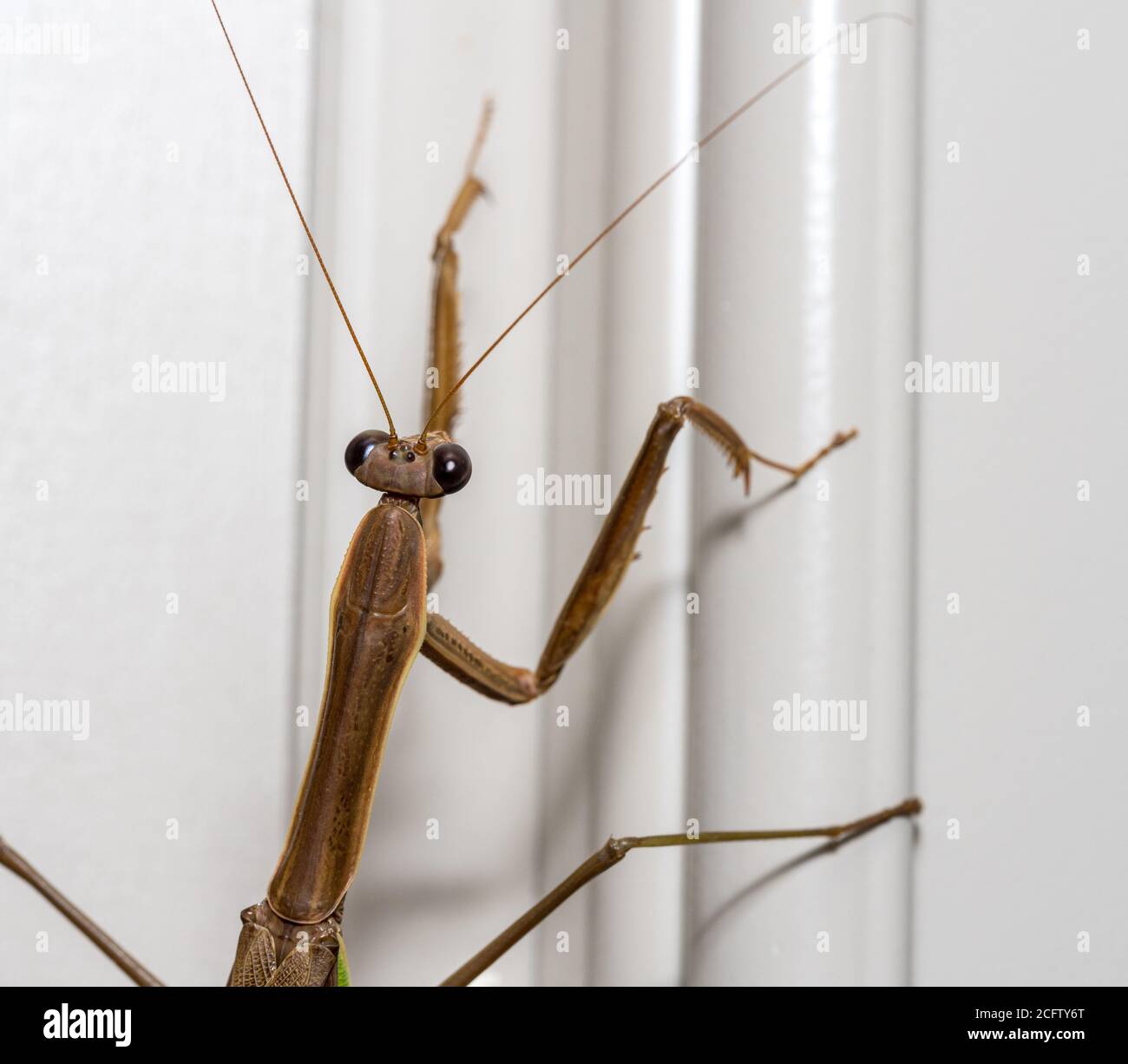 Bug House High Resolution Stock Photography and Images - Alamy