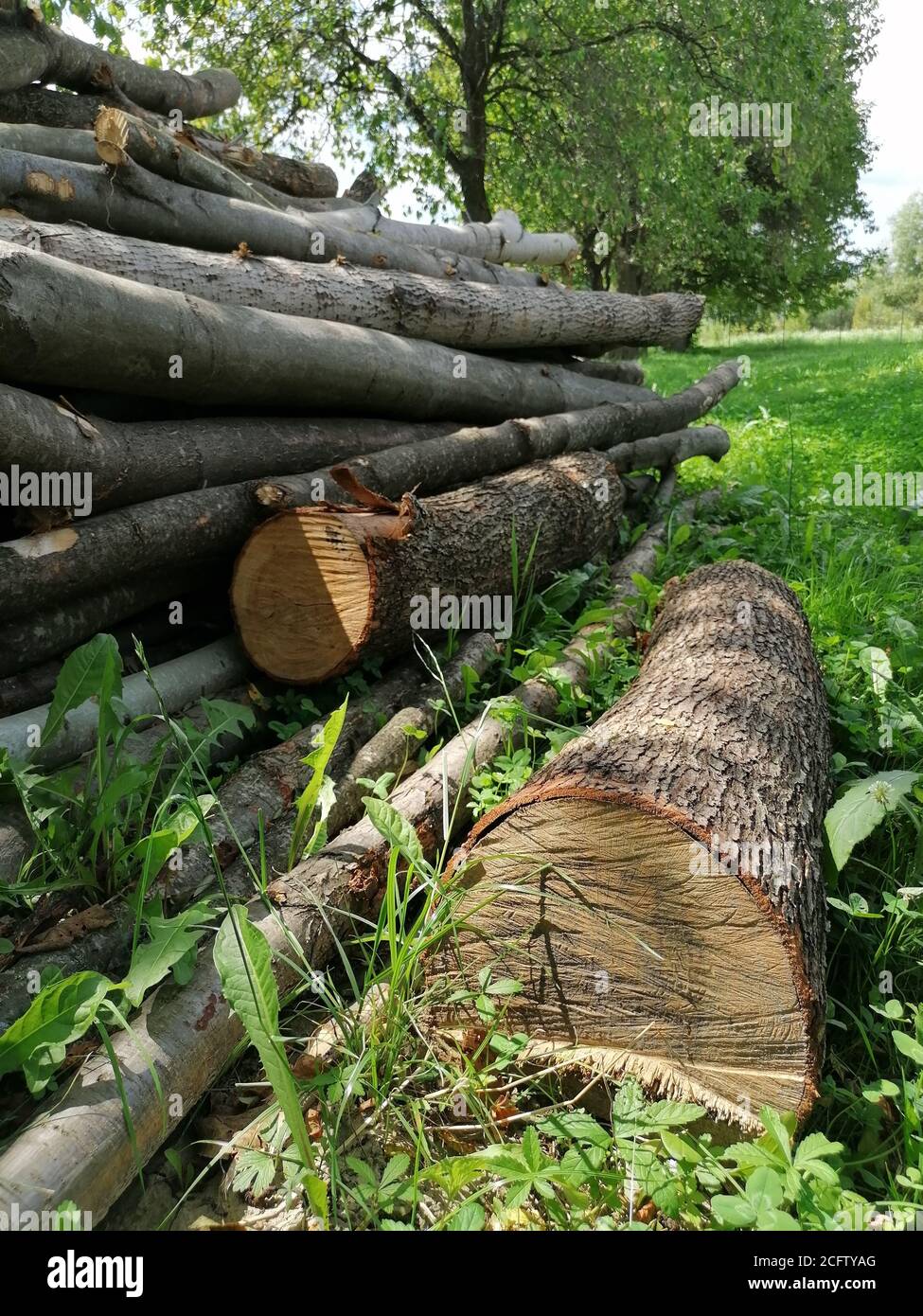 Vertical shot tree lumber hi-res stock photography and images - Alamy