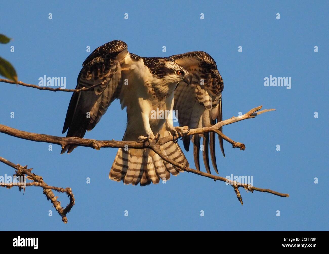 Osprey landing on a perch over water Stock Photo - Alamy