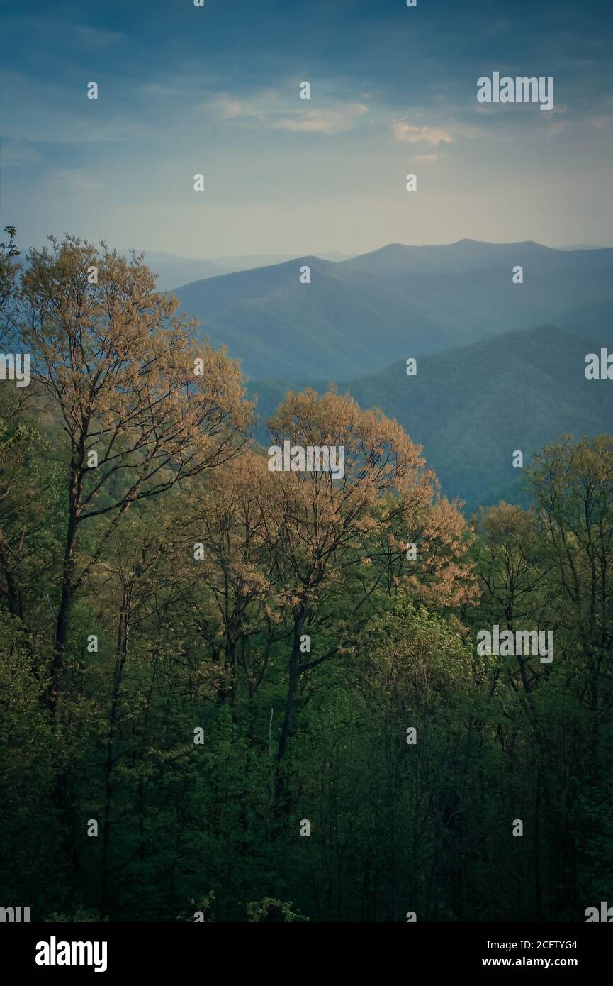 Beautiful scenery of trees growing on the mountain slope during a ...