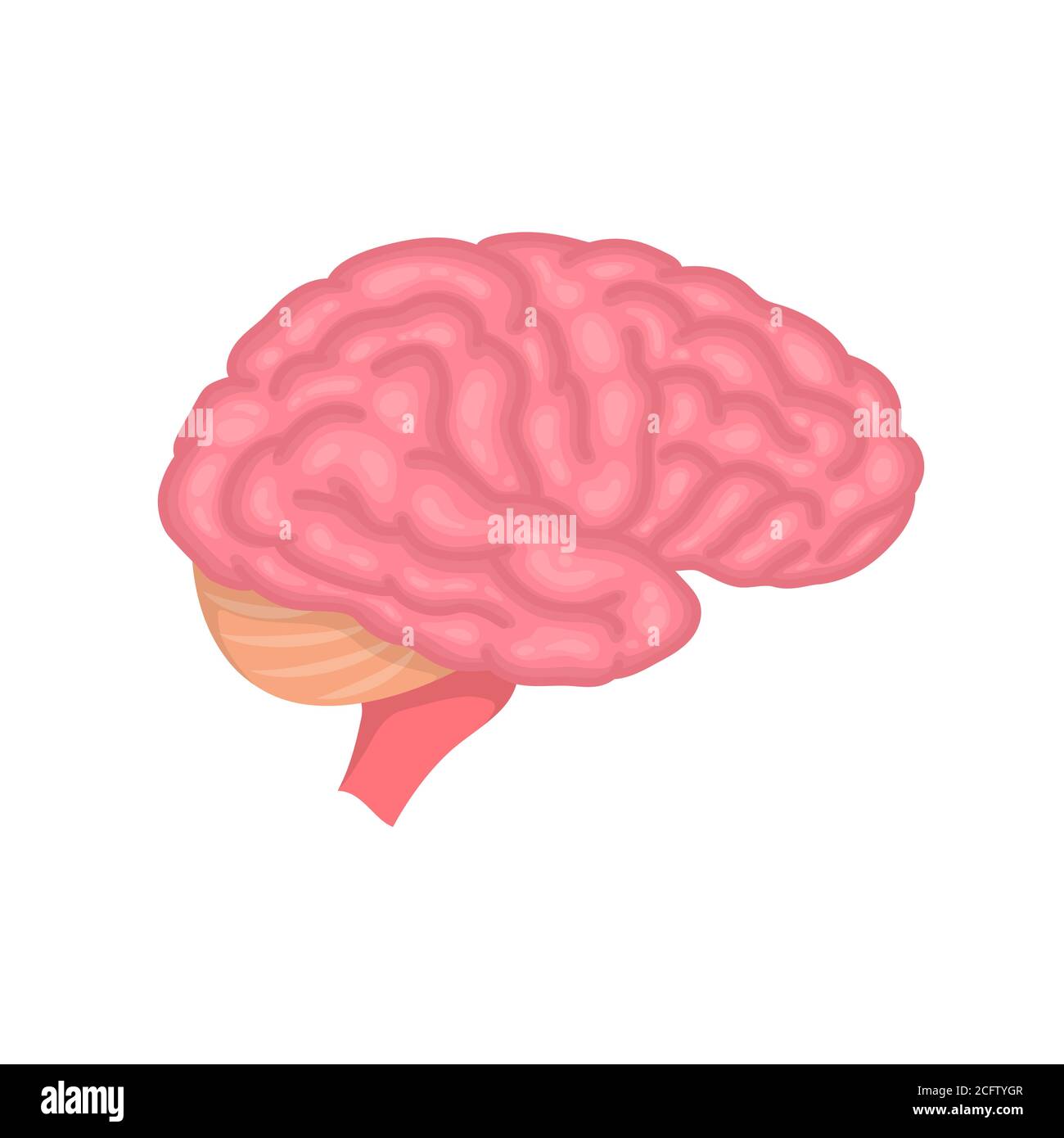 Human brain anatomy side view colorful vector illustration isolated on ...