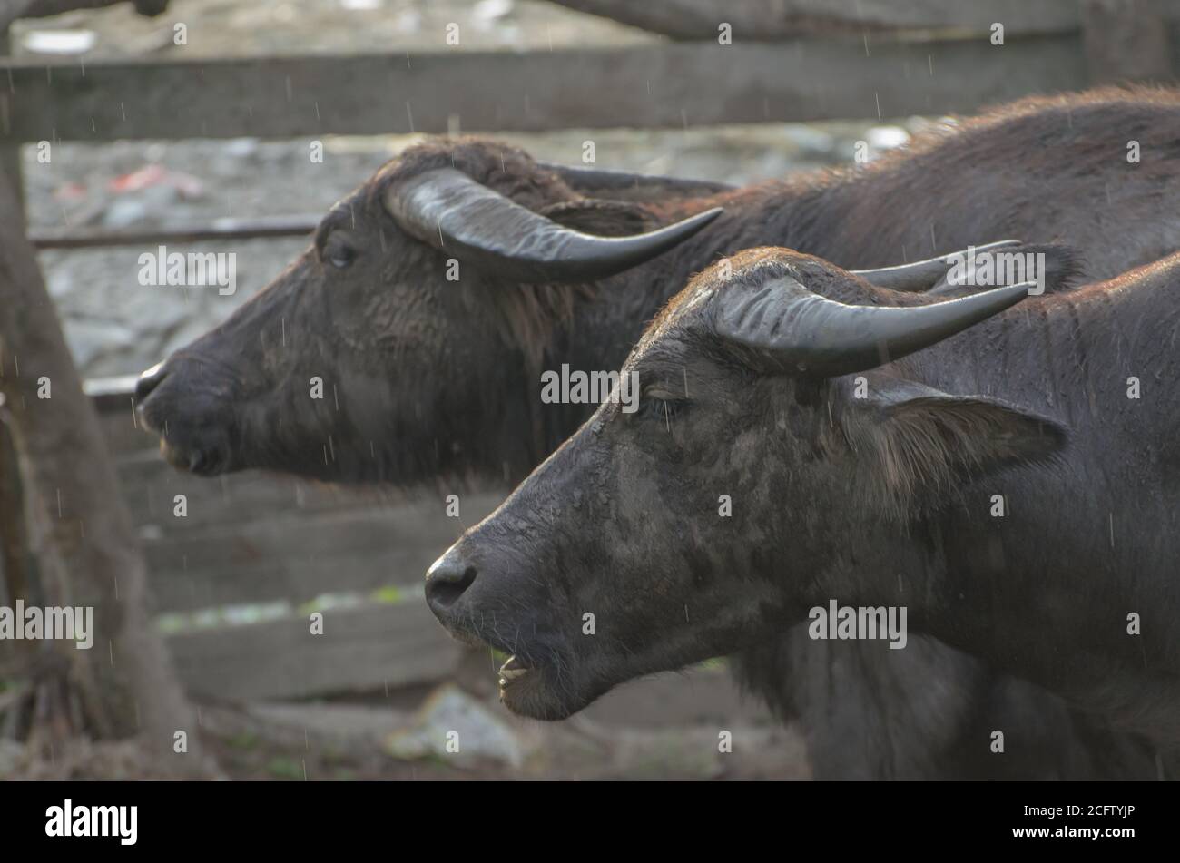 Buffalos in zoo park hi-res stock photography and images - Alamy