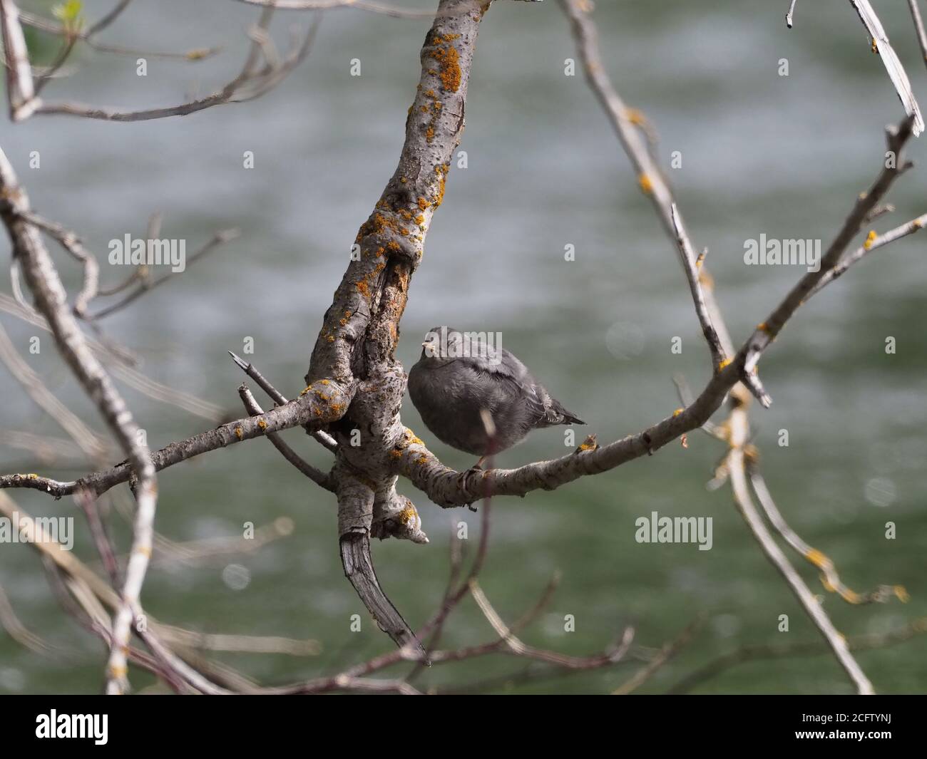 Juvenile American Dipper hanging out near its river Stock Photo - Alamy