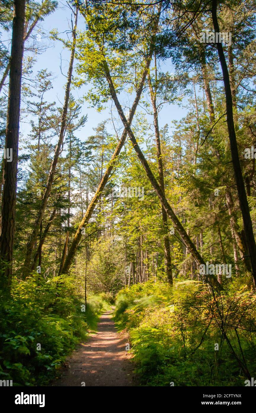 Dirt hiking path trail through a lush forest with trees crossing over ...