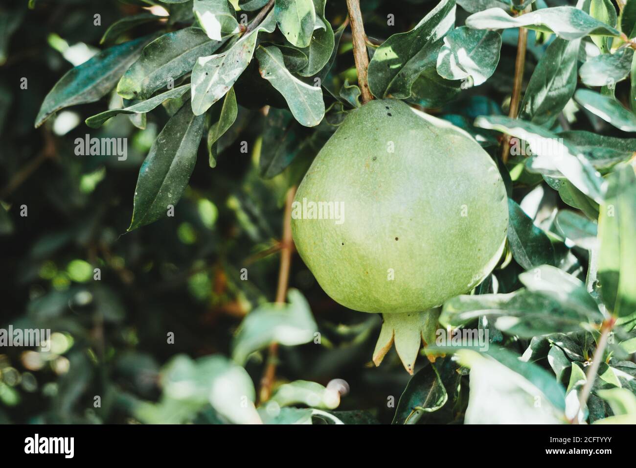 Miracle fruit hi-res stock photography and images - Alamy