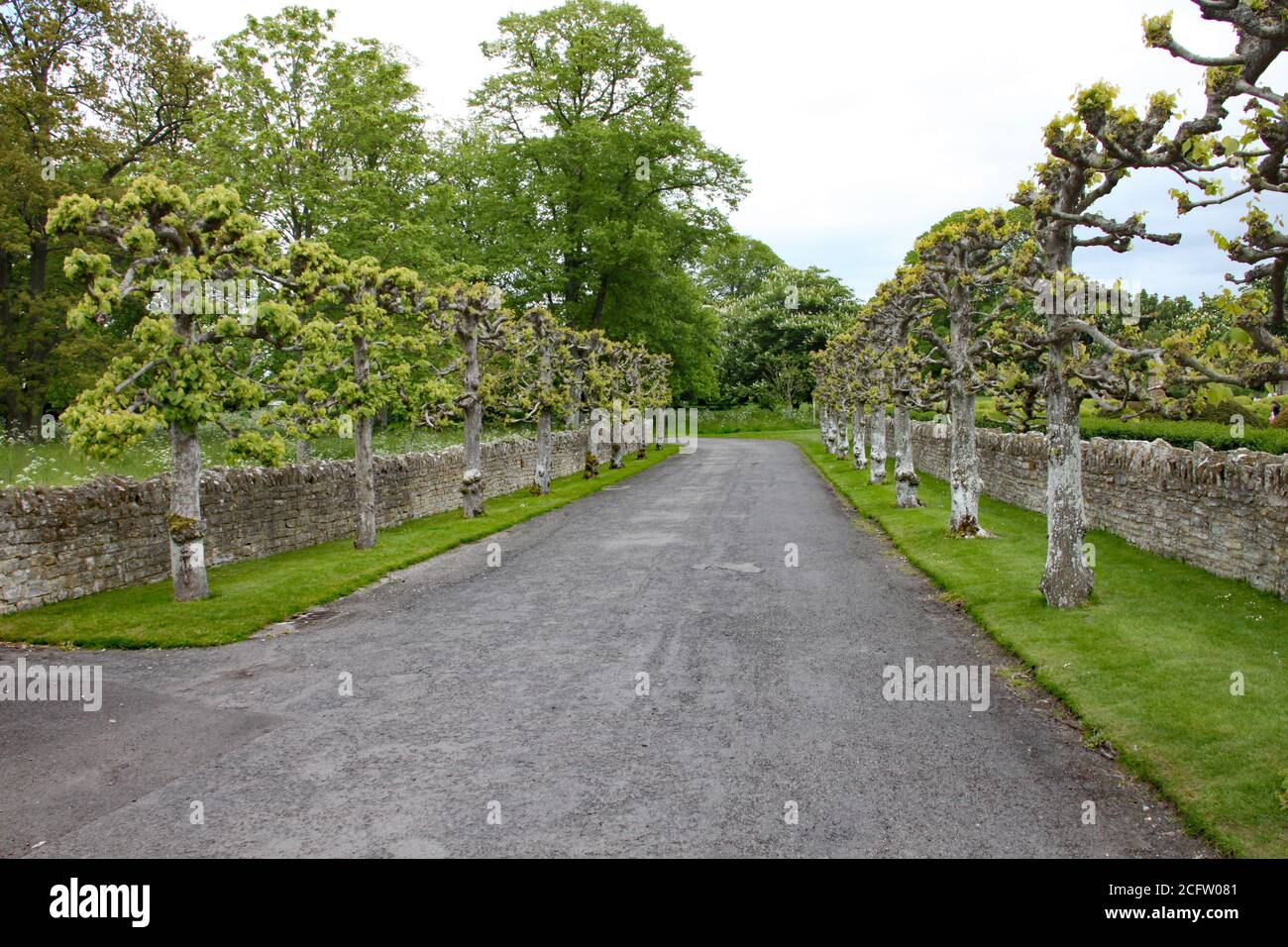 Roadway with a row of pollarded trees in front of a dry stone wall at ...